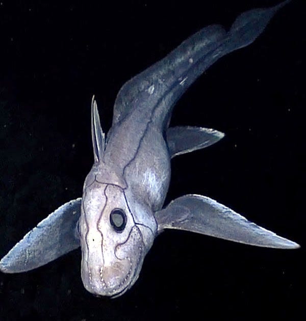 Unique Sea Creatures You Didn’t Know Existed | Medium