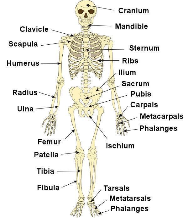 How Many Bones Are There In The Human Body Aakrity Chapagai Medium How Many Bones Are There In The Human Body Aakrity Chapagai Medium