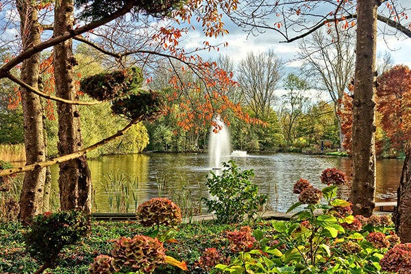 Why Use Native Plants for Your Landscape Design Projects? — IOTA ...
