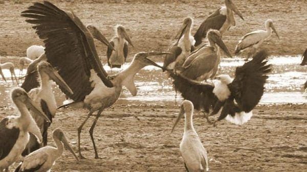 Unbelievable Yet True! Eagles and Storks Engaged in a Lengthy Battle in ...
