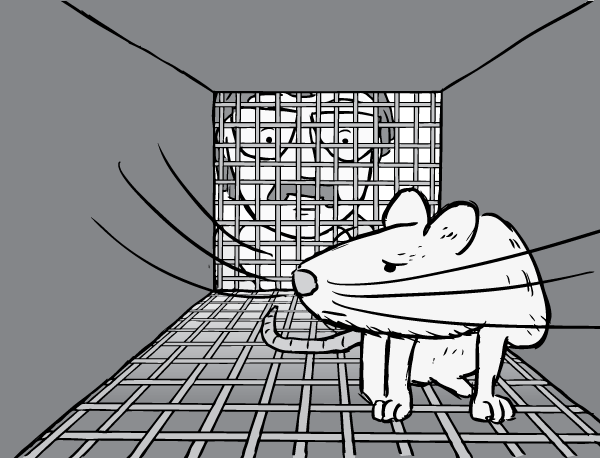 What a Rat Experiment Revealed about How You Behave | by Mental Garden ...