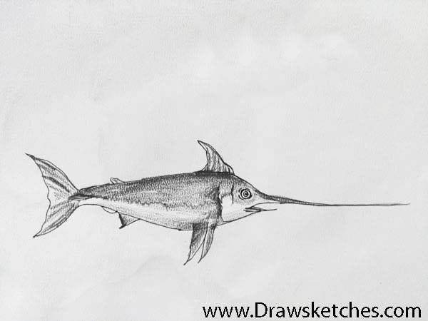 Swordfish Drawing