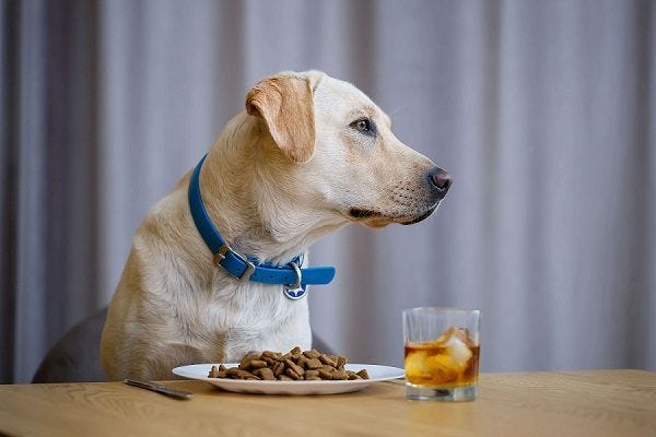 FIVE BEST LARGE BREED DOG FOOD FOR YOUR BIG DOG | by mrnmrspet | Medium