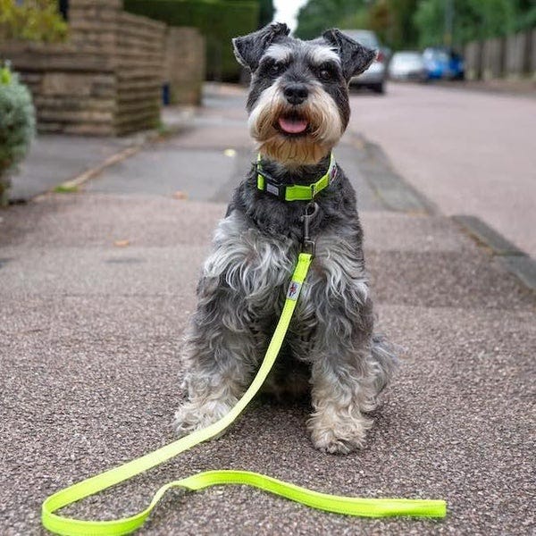 Enhance Your Dog’s Walks with Rope Lead: Durability and Comfort ...