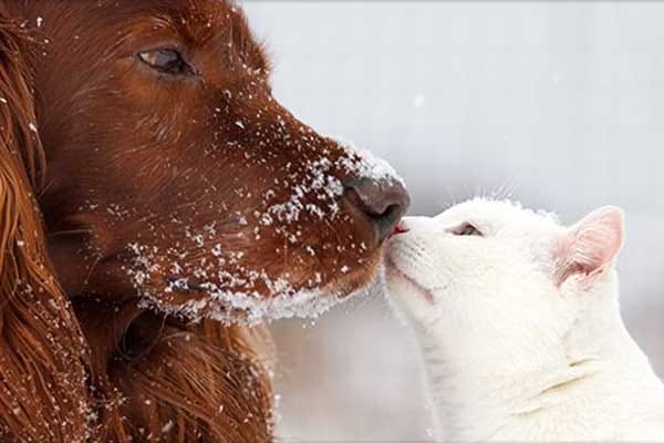 How to Keep Pets Safe From Cold-Weather Hazards | by McQueen Animal ...