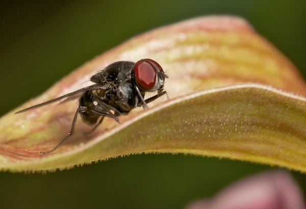 February Wallpaper: Fly on a Leaf | by Michael Gaylord | Noodles & Curry