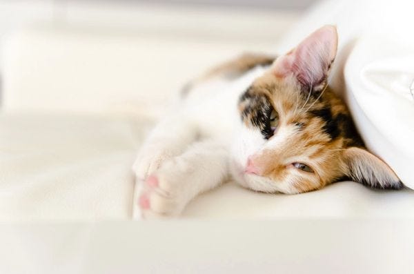 Featured Artist: Photo Cool NFT - Pixel Palette Nation - Medium