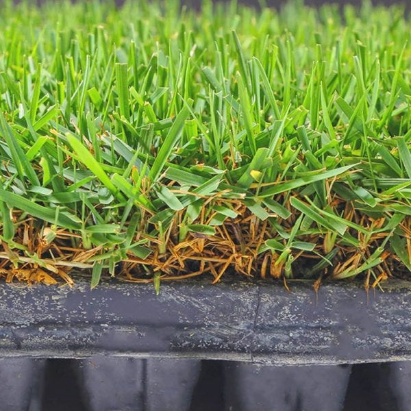 Lush, Low-Maintenance Lawn with Innovation Zoysia Plugs! - Samson ...