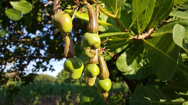 How To Grow a Cashew Plant From Seed | by Succulents and Plants | Medium