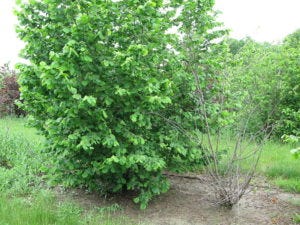 Missouri Shrubs Identification