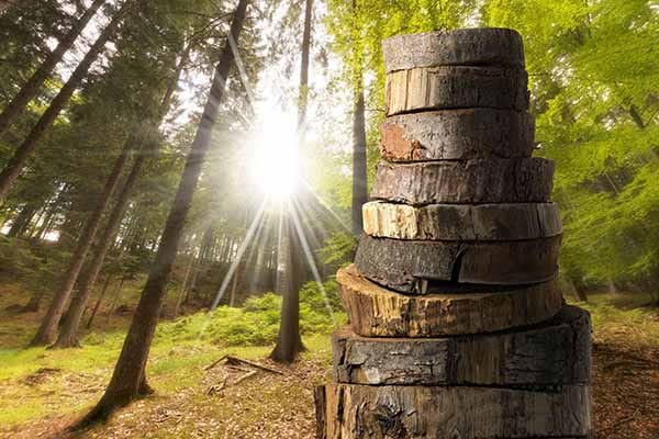 Biofuels and Biomass Energy:. Biofuels and Biomass Energy: A… | by ...