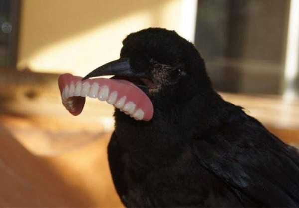 Interesting and Funny Pictures of Crows (42 photos) | by Оксана Малюк ...