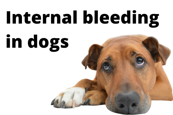 How Do You Know If a Dog Has Internal Injuries: Vital Signs | by Helen ...