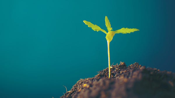 The Most Expensive Seeds. There are some pretty pricey seeds out… | by ...