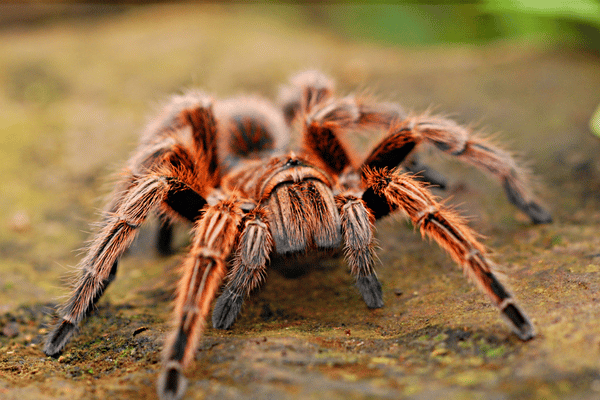 Tarantulas in the Wild Distribution Habitat and Threats | by JaqLop ...