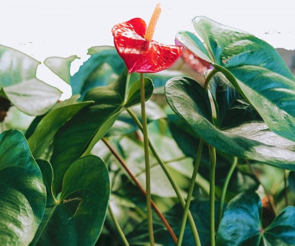 ANTHURIUM FLOWER-Care, plants diseases and varieties | by Deepakrajput ...