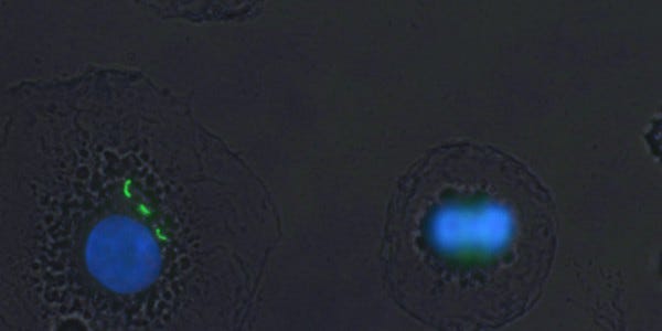 Energy in immune cells | by eLife | Health and Disease | Medium