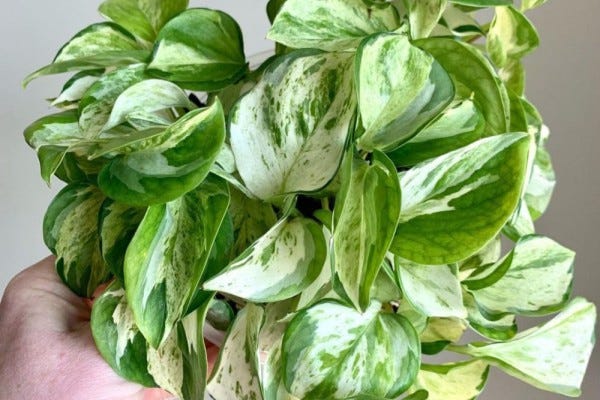 Tanaman Pothos yang Mudah Dirawat, jadi Hiasan Ruangan | by MEVIUS4D ...