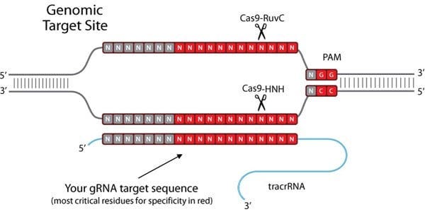 Prime Editing: The Future of Genetic Engineering and Innovation in ...