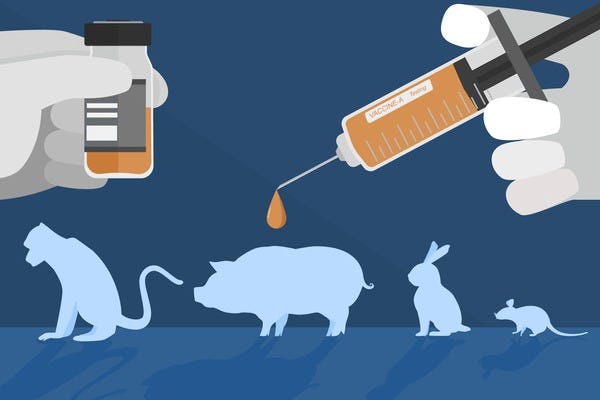 Putting an End to an Era: Animal Testing is Animal Cruelty | by Alison ...