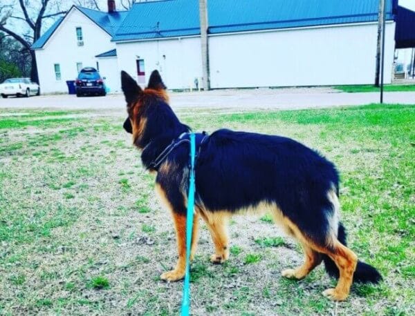 On the Road with the Pets: A CitizenShipper Driver’s Experience | by ...