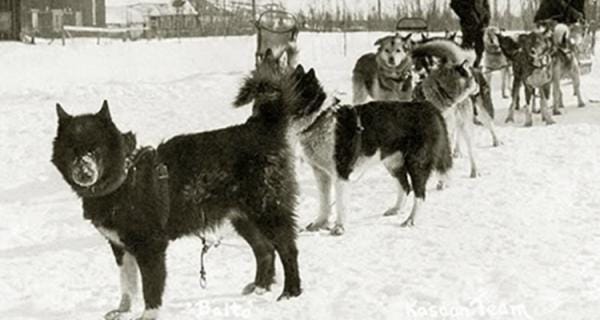 Balto!. Have you ever considered that… | by Sunita Rathore | Mar, 2025 ...