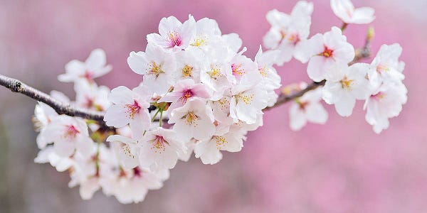 Transitioning Into Spring: Embracing Change | by Rukiya Renée | Medium