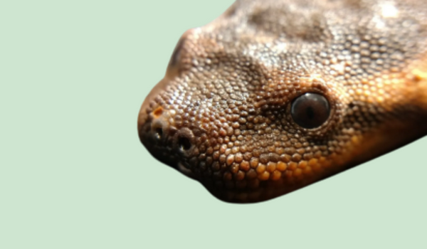 Elephant Trunk Snake
