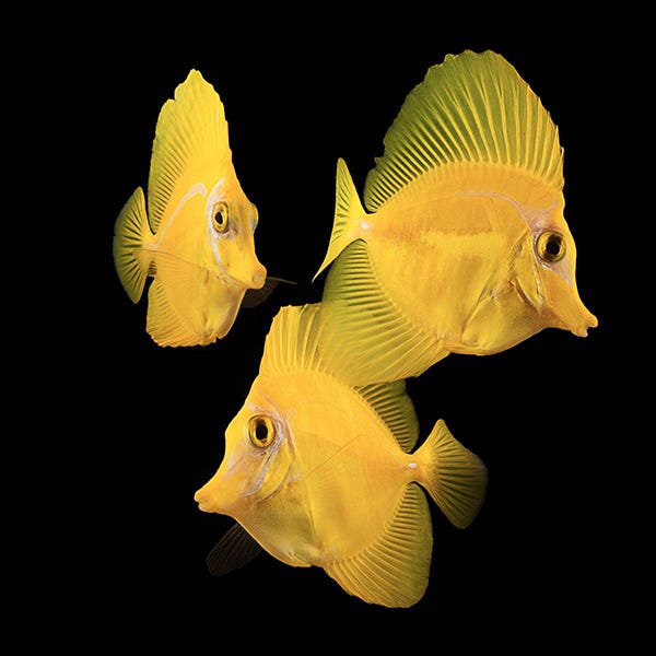 The Three Yellow Fishes — tale of friendship | by Ridhisha Goyal | Medium