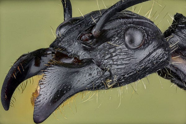 Bullet ants: The smallest insect with the most painful bite on the ...