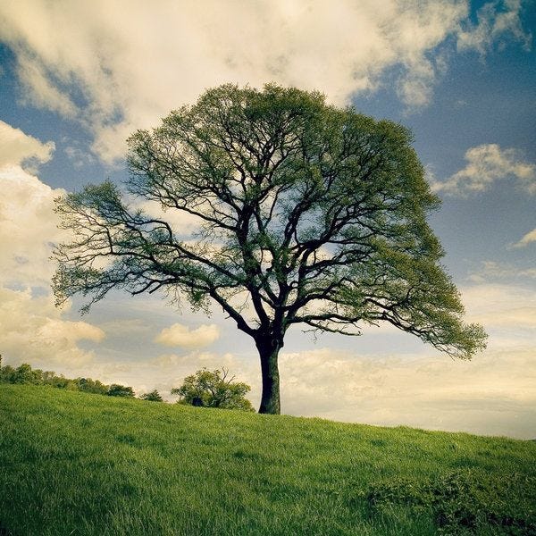 The Tree Of Life. 13.8 years ago time appeared in the… | by Jan Lankoff ...