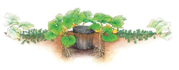 Tips for growing squash. Tips for growing squash, Place the… | by sara ...