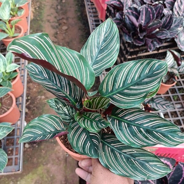 “Unveiling the Beauty and Charm of Calathea Plants: A Guide to Care and ...