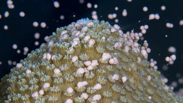 The Significance of Moonlight in the Mass Spawning of Coral | by Joshua ...
