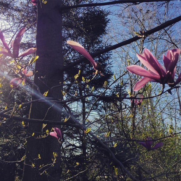 Vulnerability is Beautiful. As I walked through the park yesterday ...