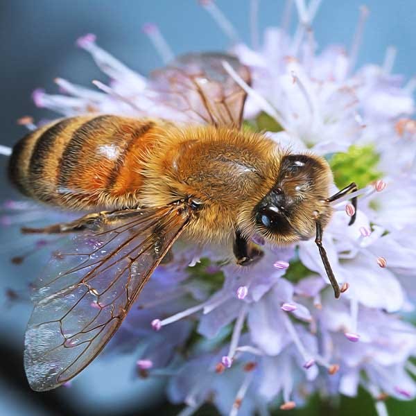 All you need to know about Bee Workers | by news 360 | Medium