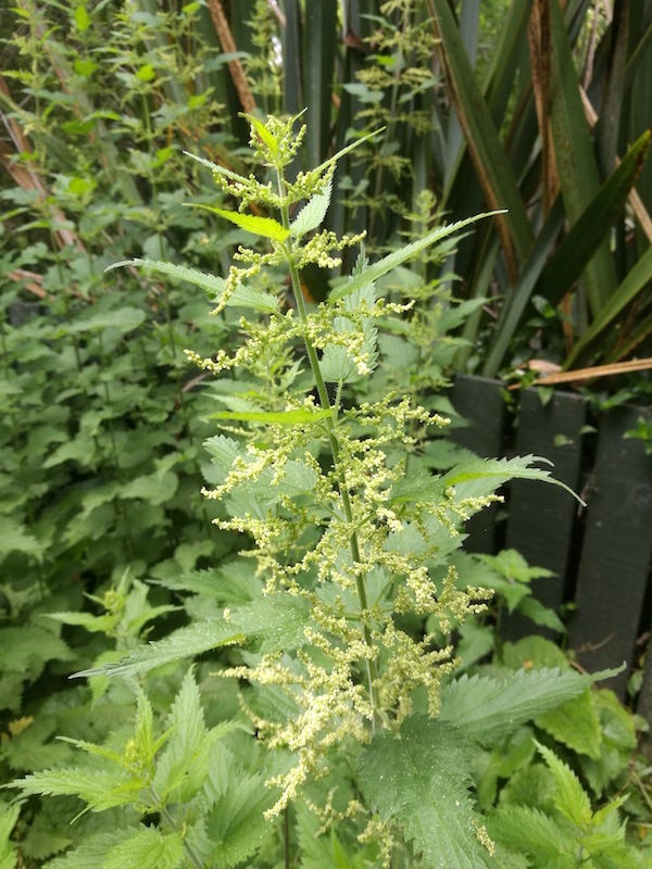 Stinging Nettle Yellow Flower
