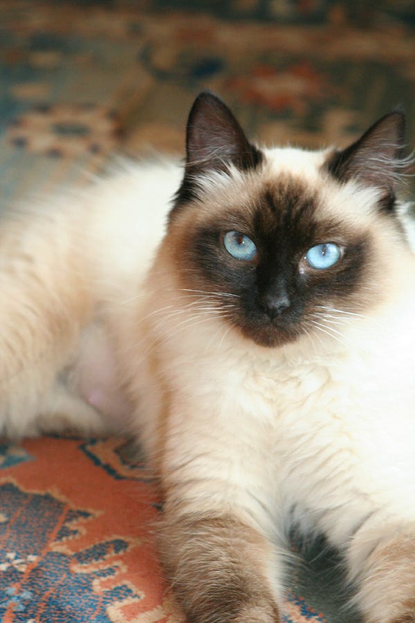 I’d Like to be a Grand-Meow. Imagine spoiling our cat’s kittens? | by ...