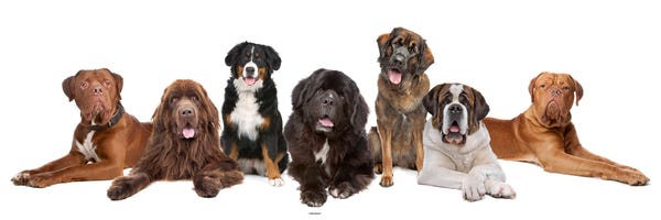 Classifying Dog Breeds by using Transfer Learning | by Hardik Chawla ...