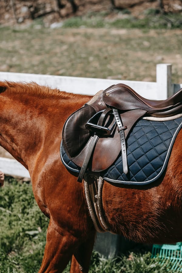 Guide to Buying Used Saddles in mccall-saddles | by EMMA Backlinks Ltd | Feb, 2024 | Medium