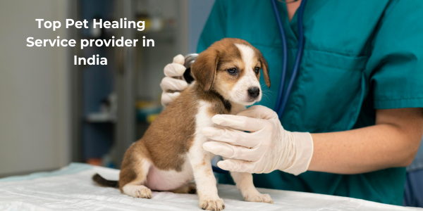 Top Pet Healing Service provider in India - Therainbow Miracle - Medium