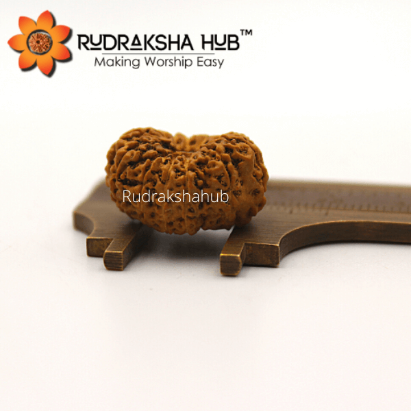 12 mukhi indonesian rudraksha - Workshivani - Medium