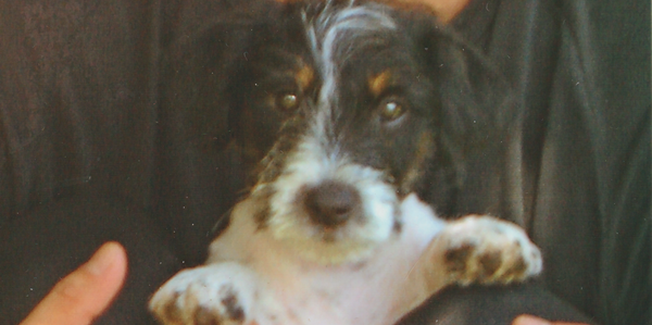 Jack Russell Terrier Dies After Visit to the Animal Hospital | by ...