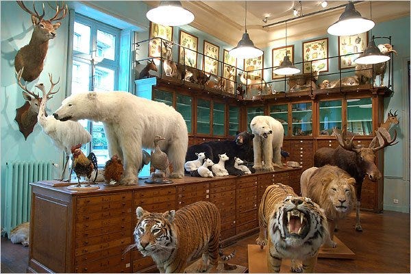TAXIDERMIA. “Se define como el arte de disecar… | by Lucero Oropeza ...