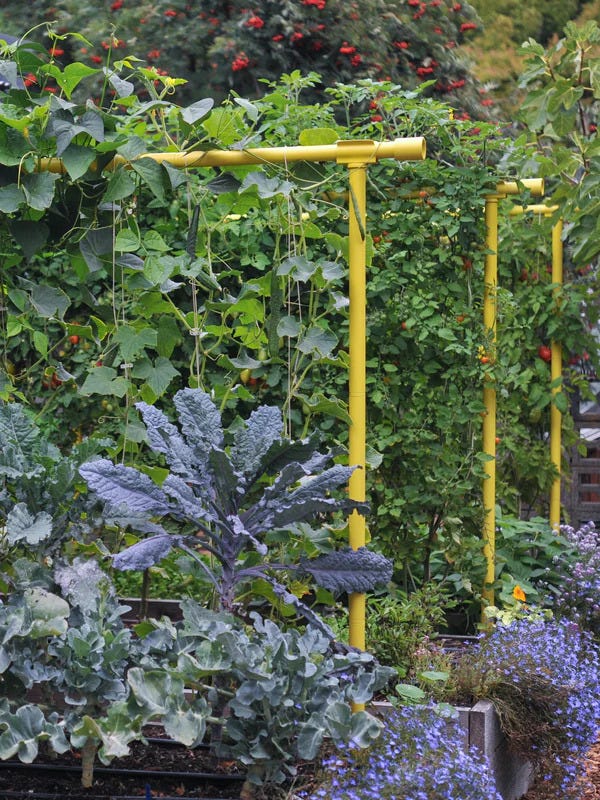 How to Make a Strong Tomato Trellis? | by Seattle Urban Farm Company ...