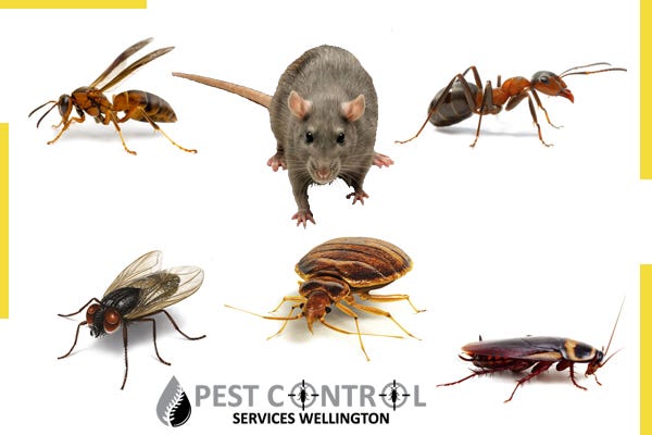 Common Pest Control Slip-Ups to Eliminate For Better Results | by PEST ...