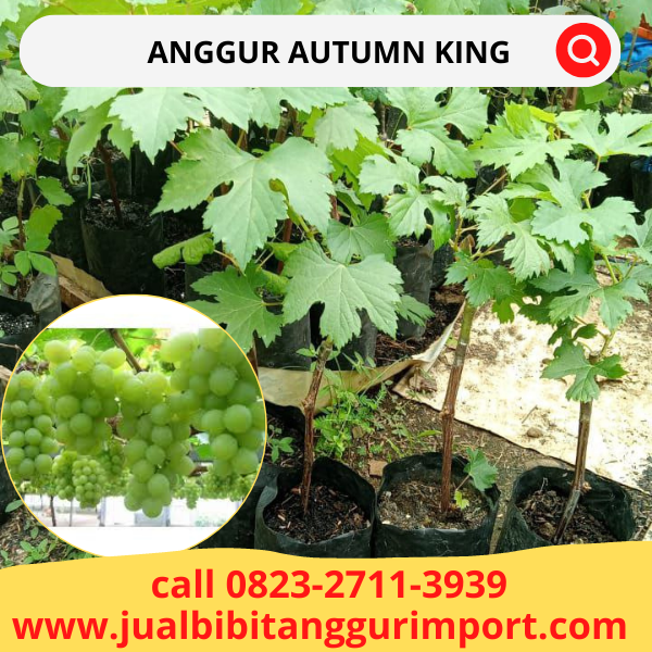 100 % RECOMENDED ! CALL : 0823–2711–3939 Petani Bibit Anggur Autumn ...