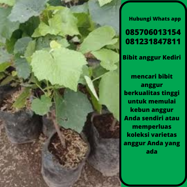 Bibit anggur kediri - Bibit anggur - Medium