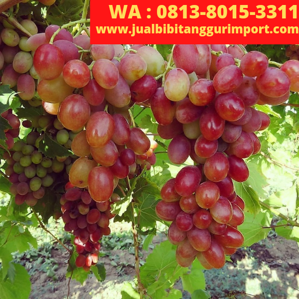 COD ! CALL: 0813–8015–3311 Distributor Pohon Anggur Merah Import Ke ...