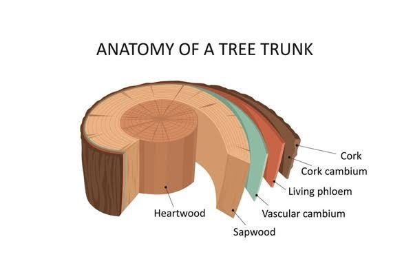 The Hidden Strength of Ancient Trees: Uncovering the Secrets of ...